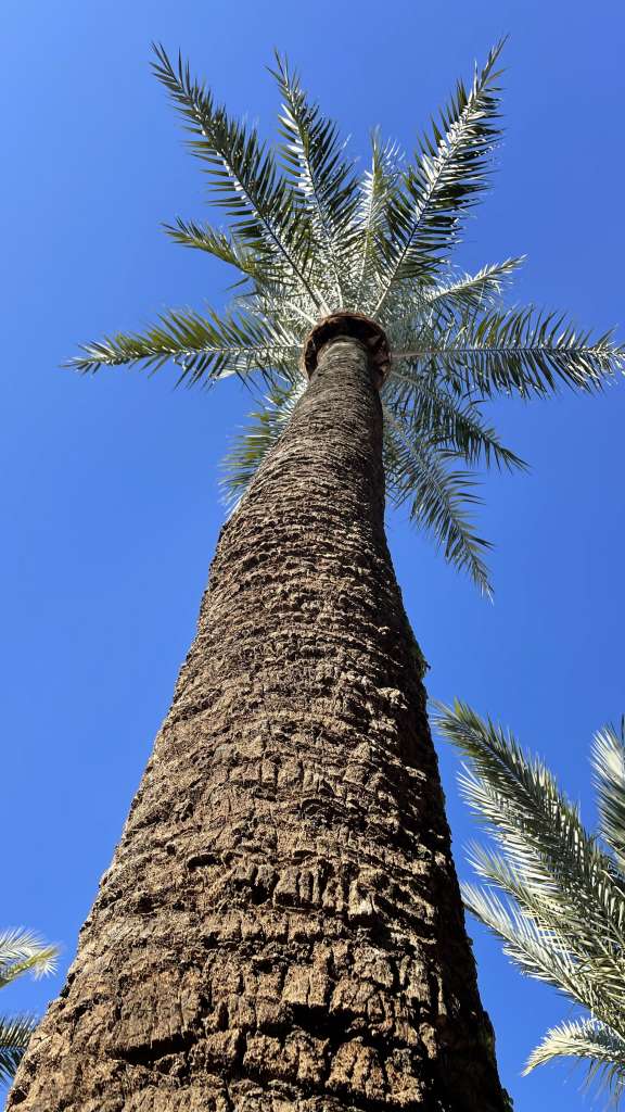 Home - Spanish Plants